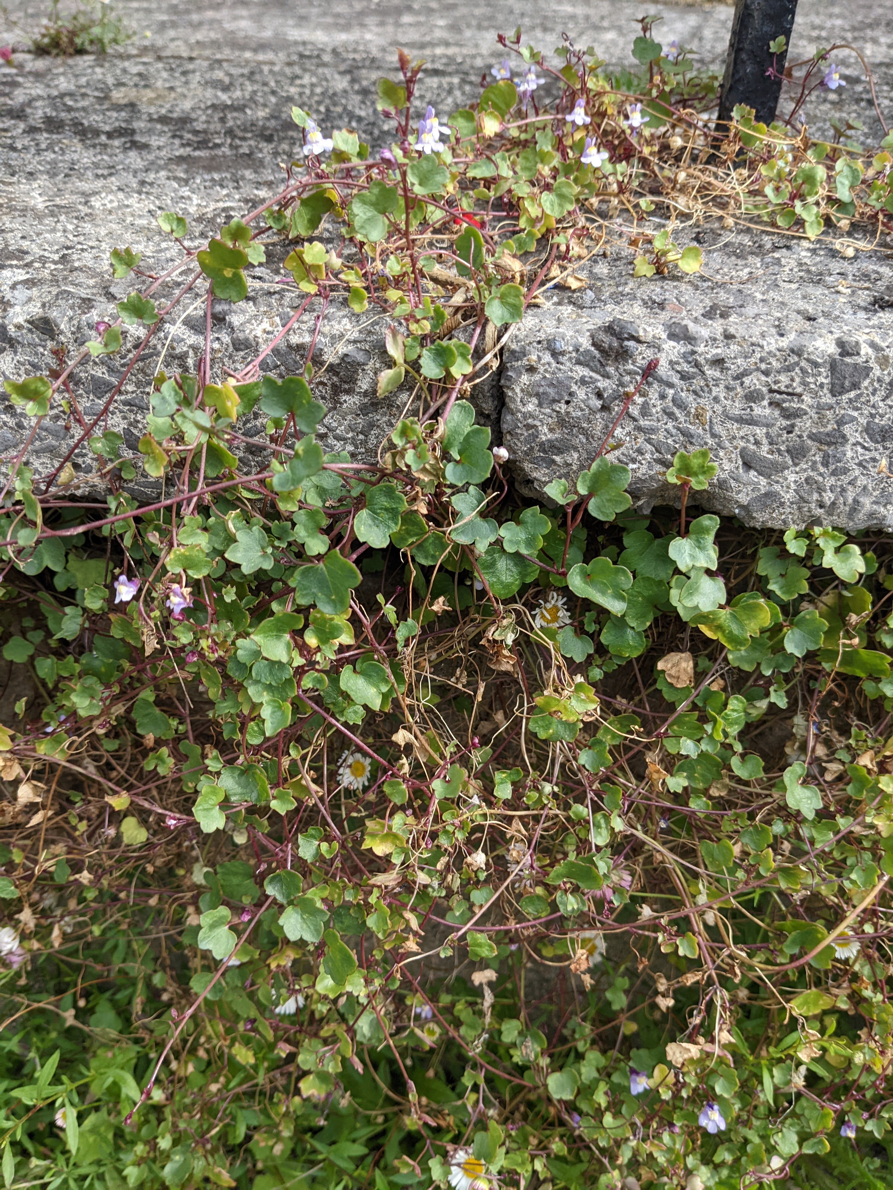 Rewilding the pavement – The Potwell Inn